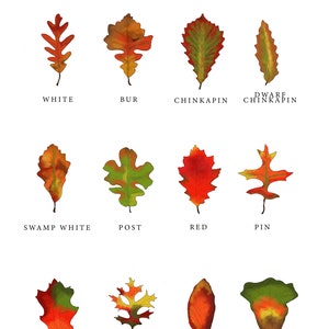 Iowa Oak Tree Identification Poster Plus Coloring Page Digital Download ...