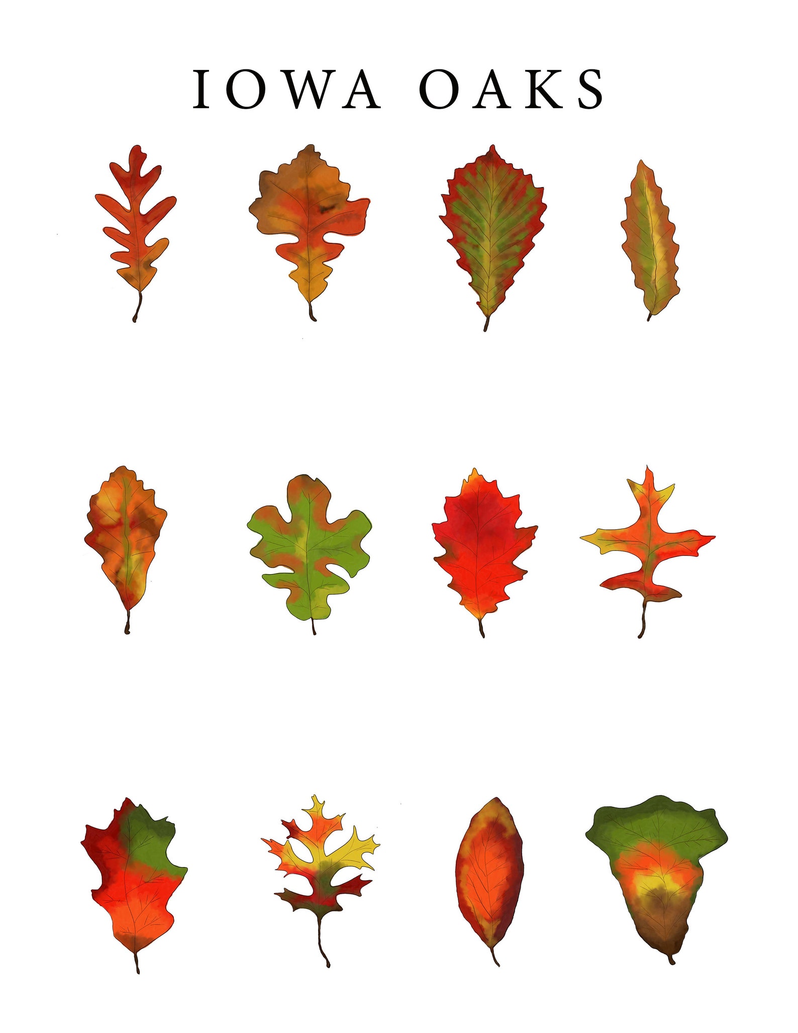 Iowa Oak Tree Identification Poster Plus Coloring Page Digital Download ...