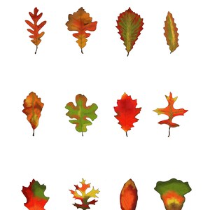 Iowa Oak Tree Identification Poster Plus Coloring Page Digital Download ...