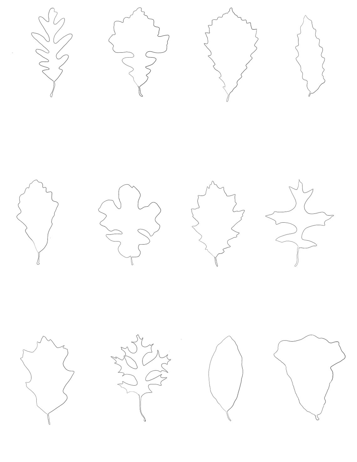 Iowa Oak Tree Identification Poster Plus Coloring Page Digital Download ...