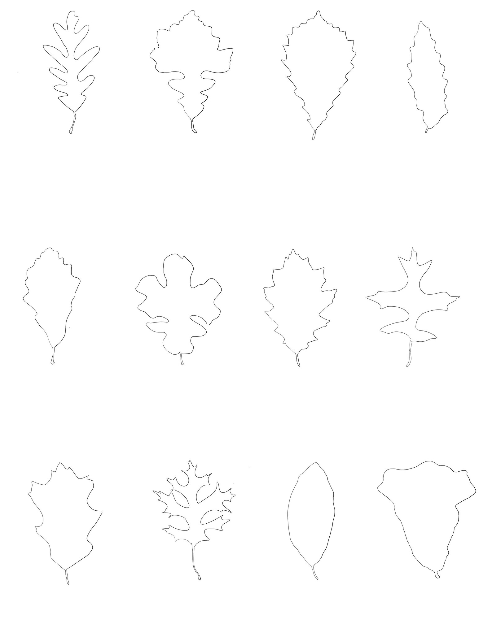 Iowa Oak Tree Identification Poster Plus Coloring Page Digital Download ...