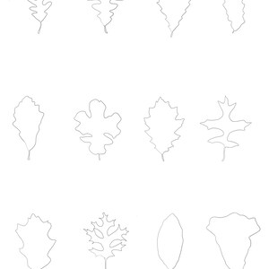 Iowa Oak Tree Identification Poster Plus Coloring Page Digital Download ...