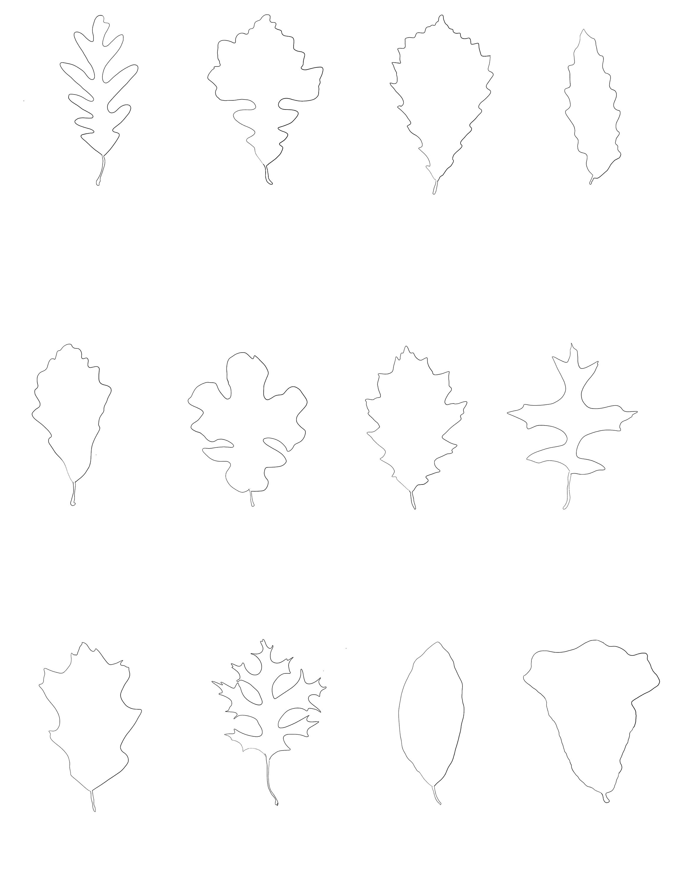 Iowa Oak Tree Identification Poster Plus Coloring Page Digital Download ...