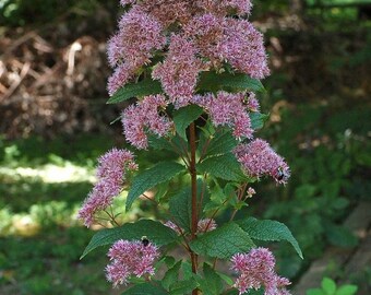 Purple Dead-Nettle Seeds Lamium purpureum Red Henbit | Etsy