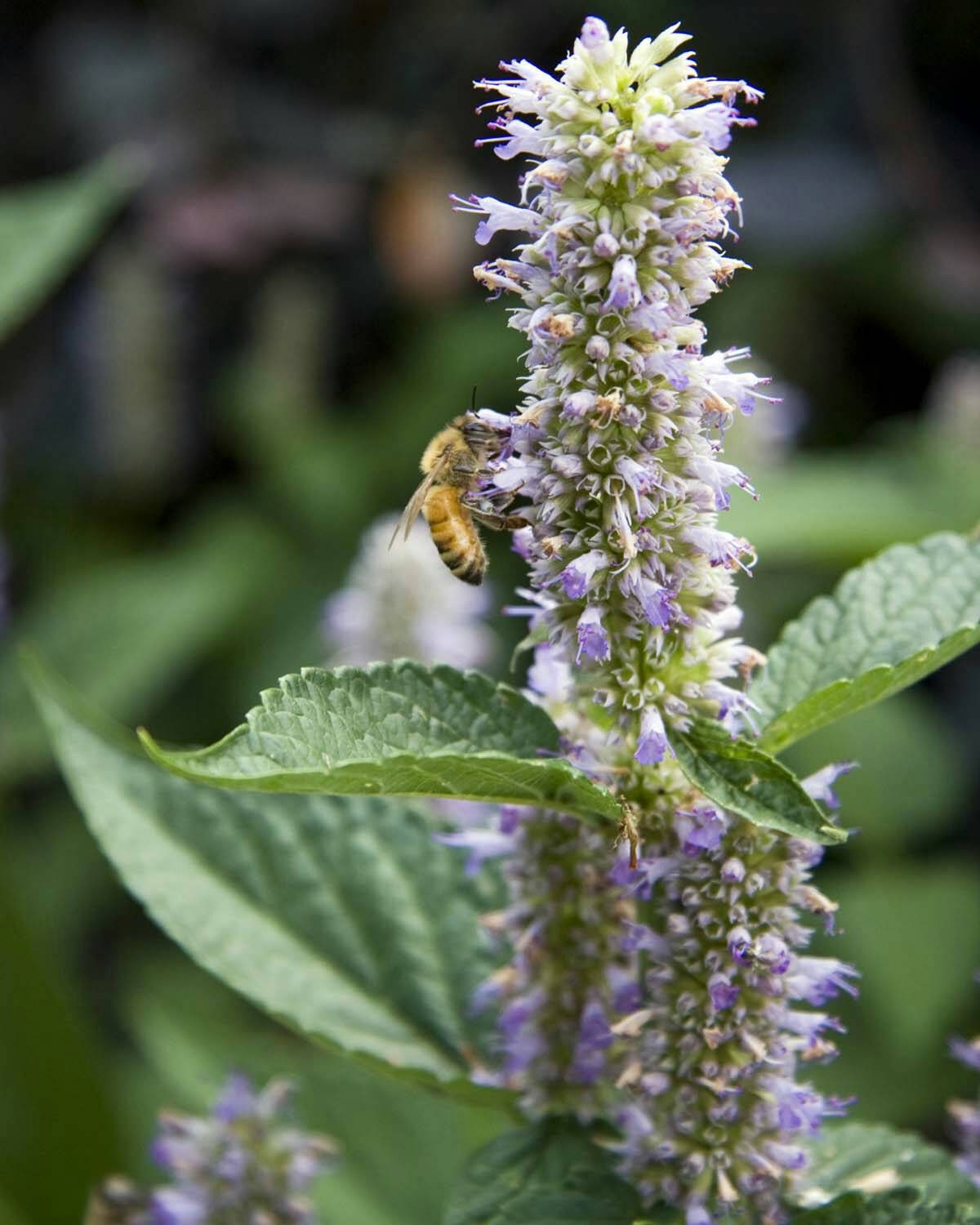 Anise Hyssop Seeds ~agastache Foeniculum~ Native Prairie Mint~ Attracts ...