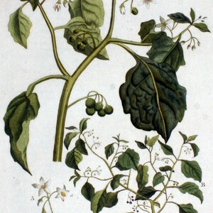 Wonderberry Seeds ~solanum Retroflexum~ Burbank’s Sunberry ~ Garden ...