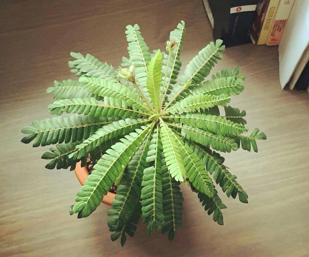 Jurassic Sensitive Plant aka Little Tree Plant Seeds - Etsy