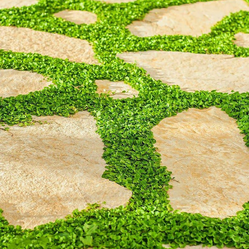 Ground Cover - Etsy