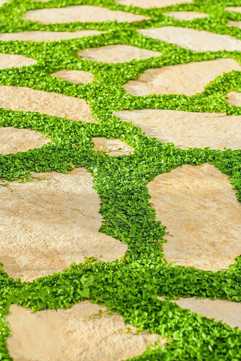 Mercury Bay Weed ~dichondra Repens~ Beautiful Mat-forming Ground Cover ...