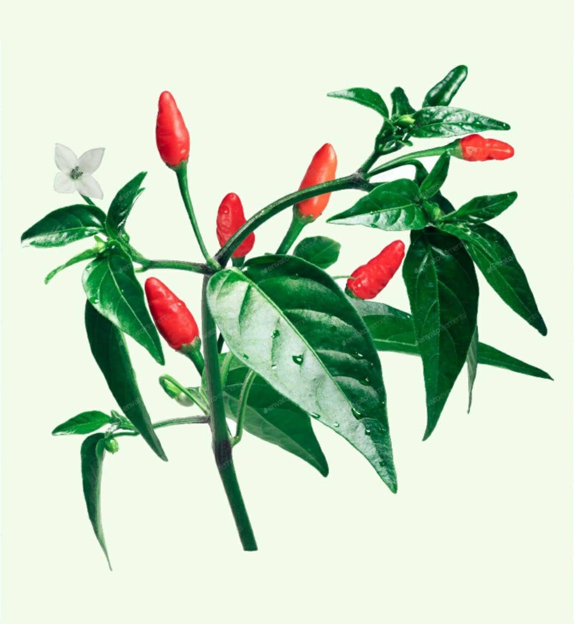 Buy Wild Piquin Chile Pepper Seeds capsicum Annuum Pequin Chili Online ...