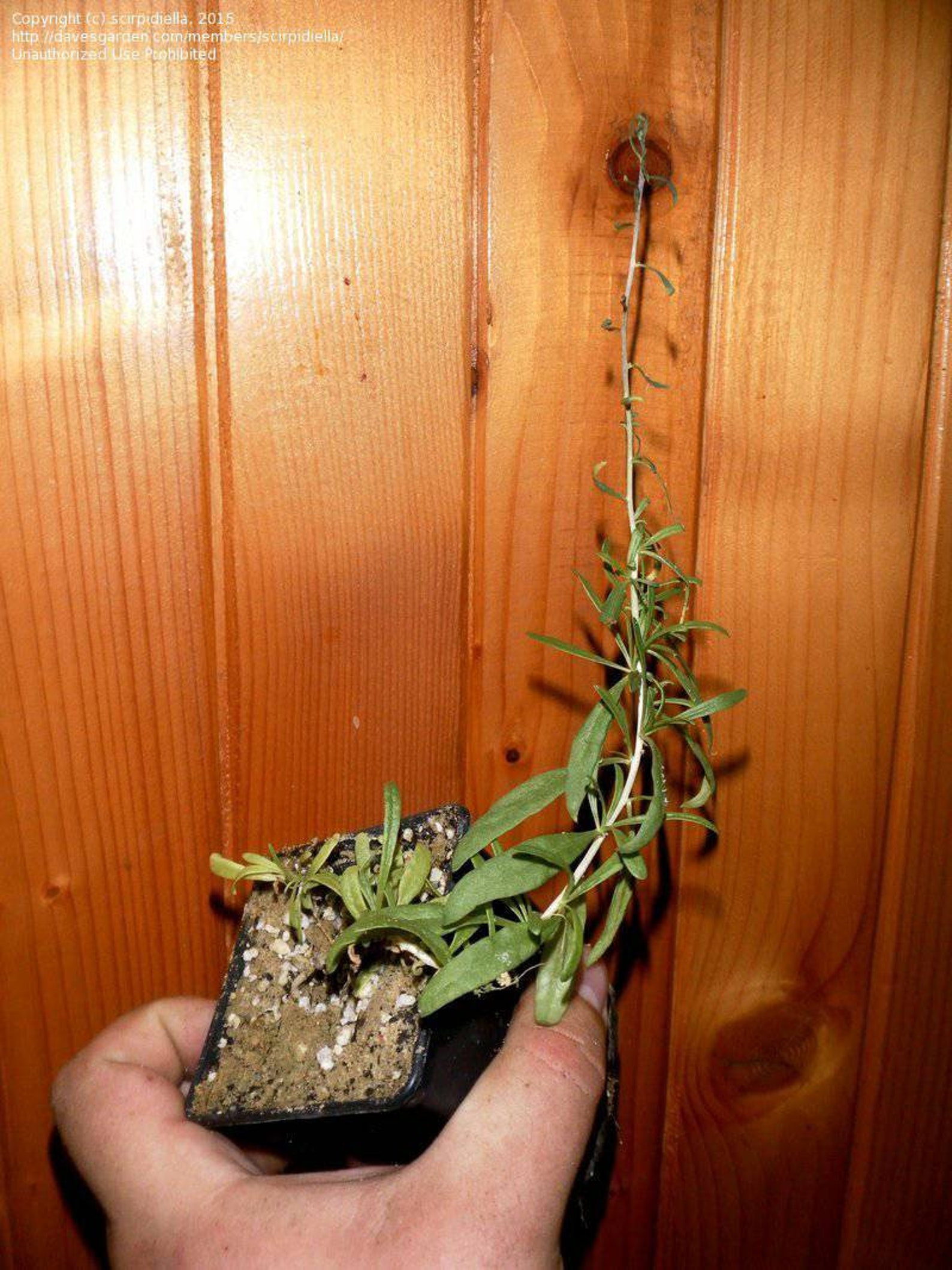 Black Goji Berry lycium Ruthenicum Himalayan Black Wolfberry Seeds Rare ...