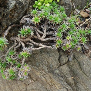 Bonsai Plantain Seeds ~plantago Subulata~ Moss Plantain ~ Rock Garden ...