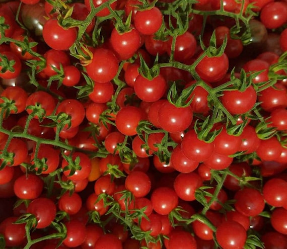 Matt's Wild Cherry Tomato solanum Lycopersicum | Etsy