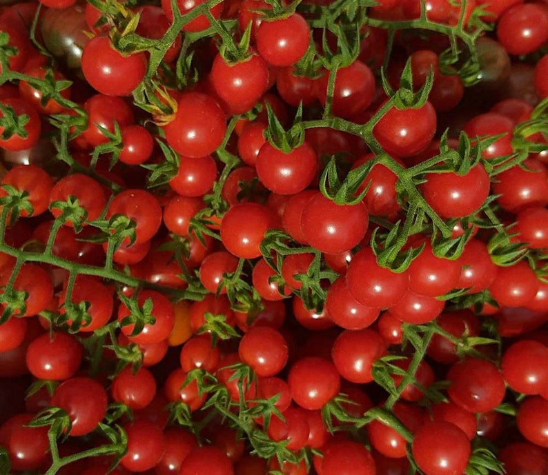 Matt's Wild Cherry Tomato solanum Lycopersicum | Etsy