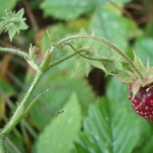 Musk Strawberry ~fragaria Moschata Seeds~ Hautbois Strawberry ...