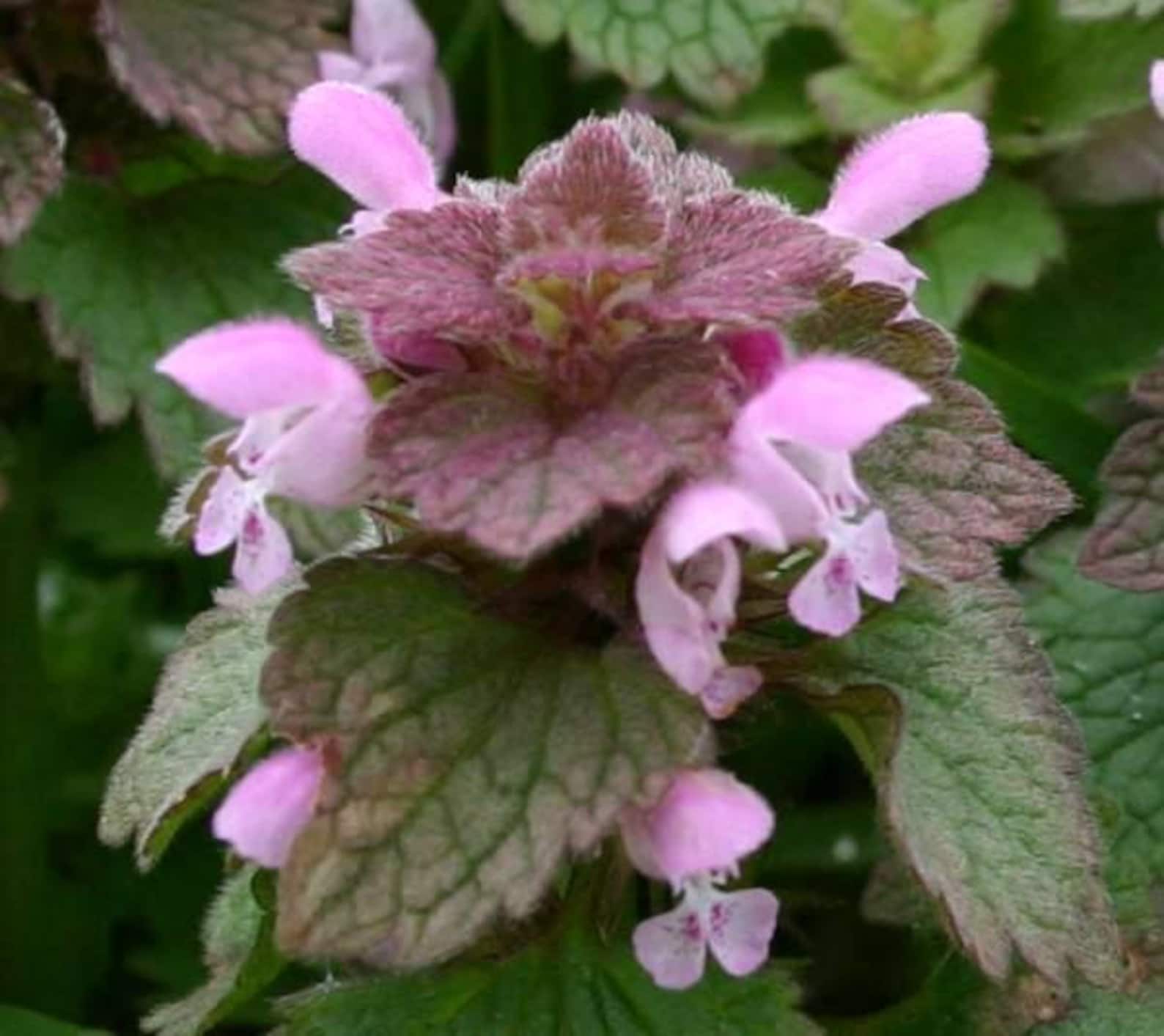 Purple Dead-Nettle Seeds Lamium purpureum Red Henbit | Etsy