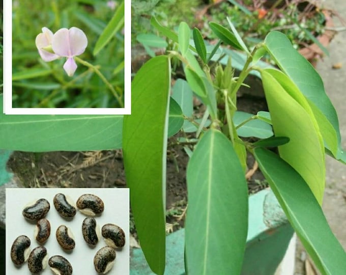 Telegraph Plant Seeds ~codariocalyx Motorius~ Fascinating "moving ...