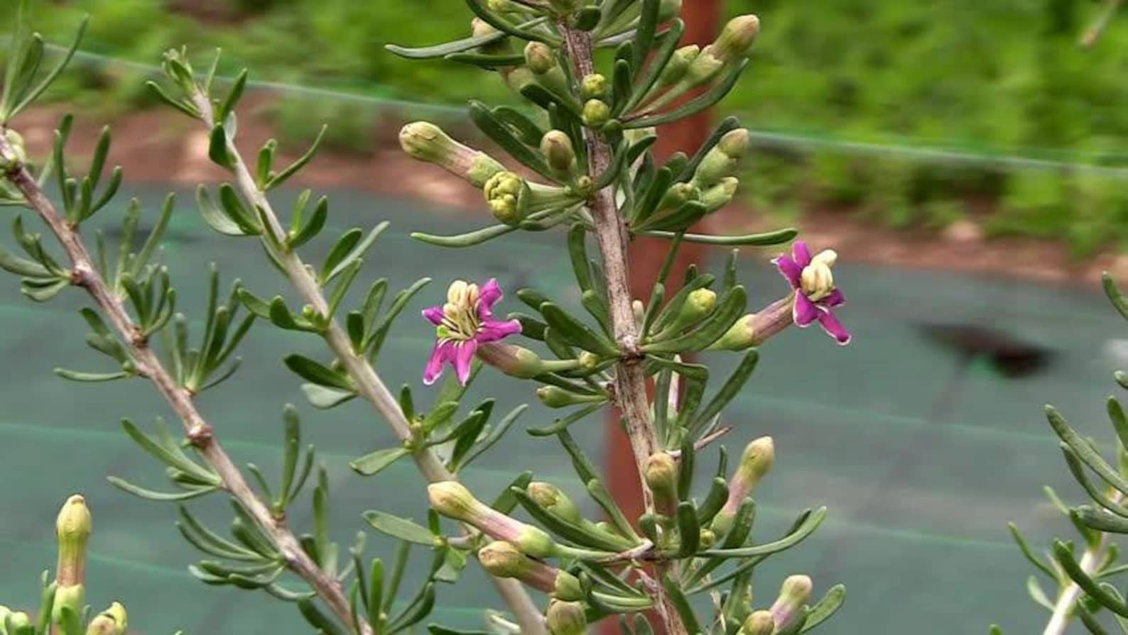 Black Goji Berry lycium Ruthenicum Himalayan Black Wolfberry Seeds Rare ...