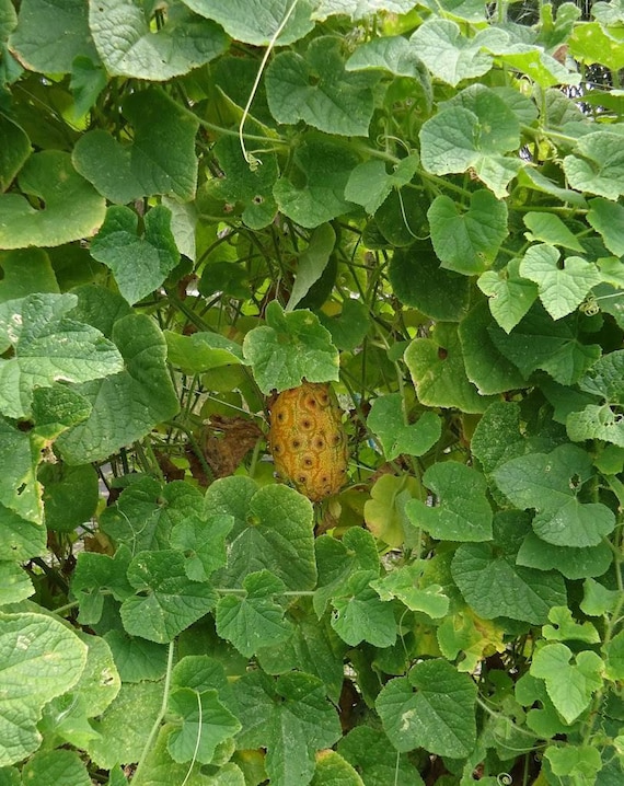 Kiwano Vine