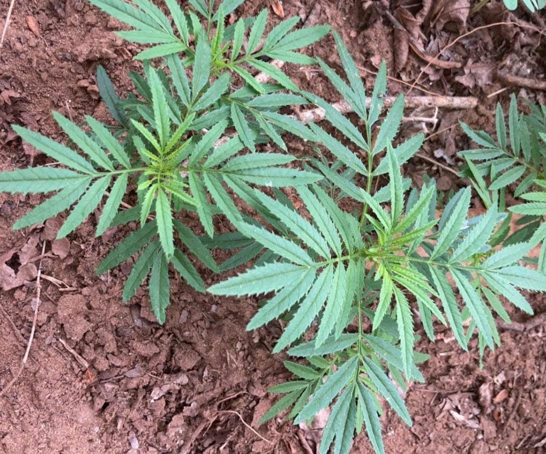 Black Mint Seeds ~tagetes Minuta~ Huacatay ~ Wild Marigold ~ Peruvian ...