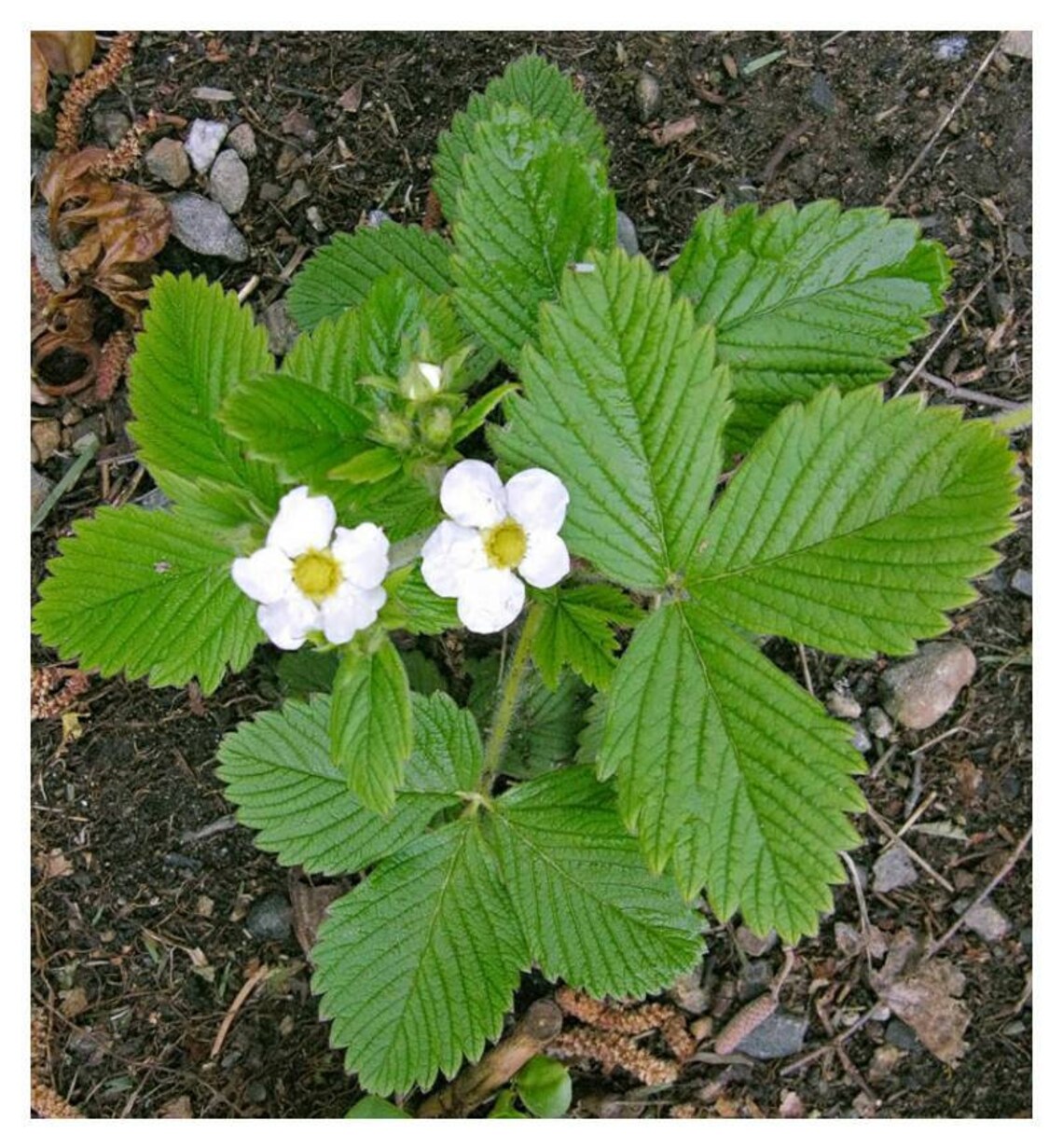 Musk Strawberry fragaria Moschata Hautbois Strawberry - Etsy UK