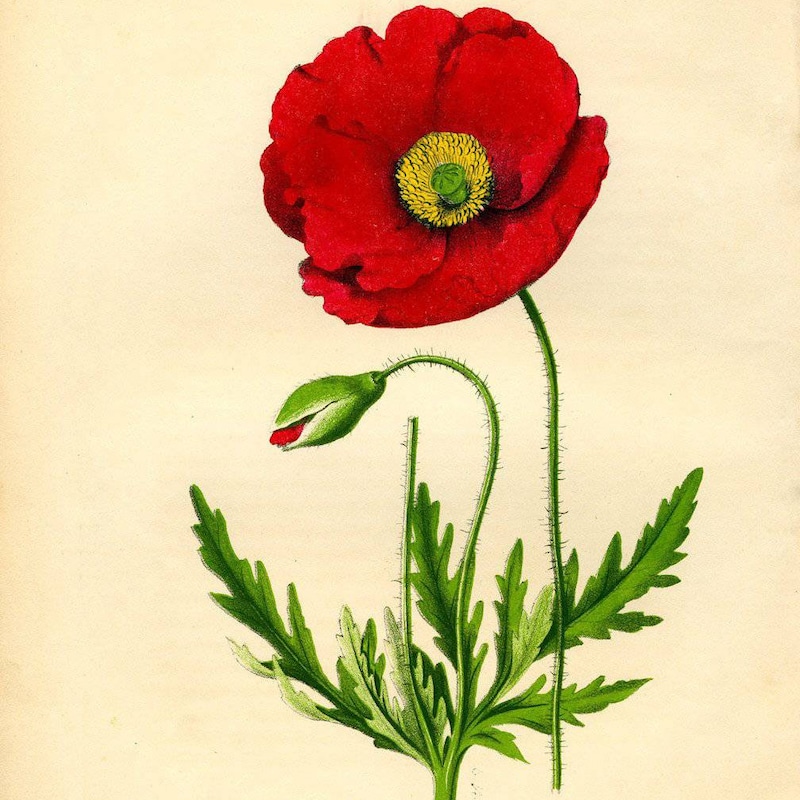 Flanders Poppy - Etsy