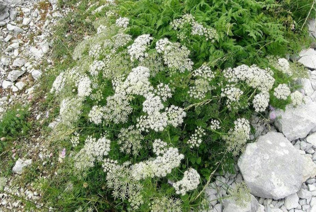True Anise Seeds ~pimpinella Anisum~ Sweet Cumin ~ Aniseed ...
