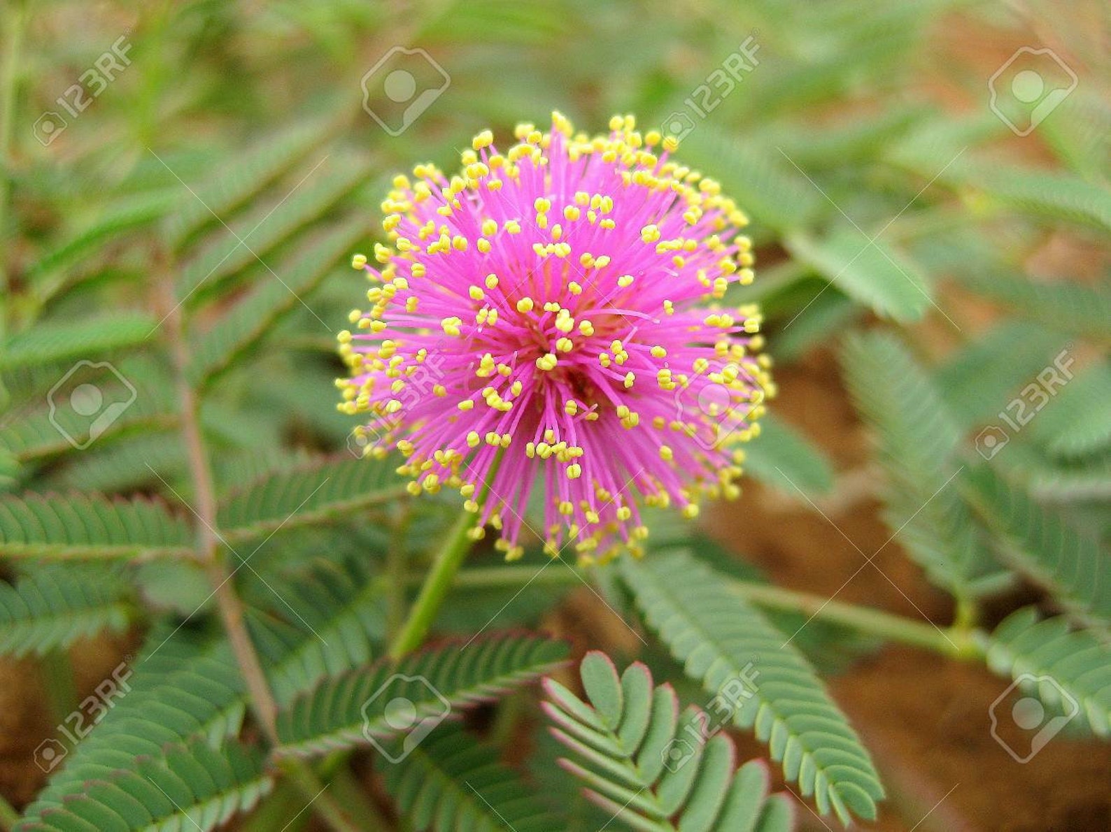 Prairie Sensitive Plant ~mimosa Nuttallii~ Nuttall's Briar ~ Native ...