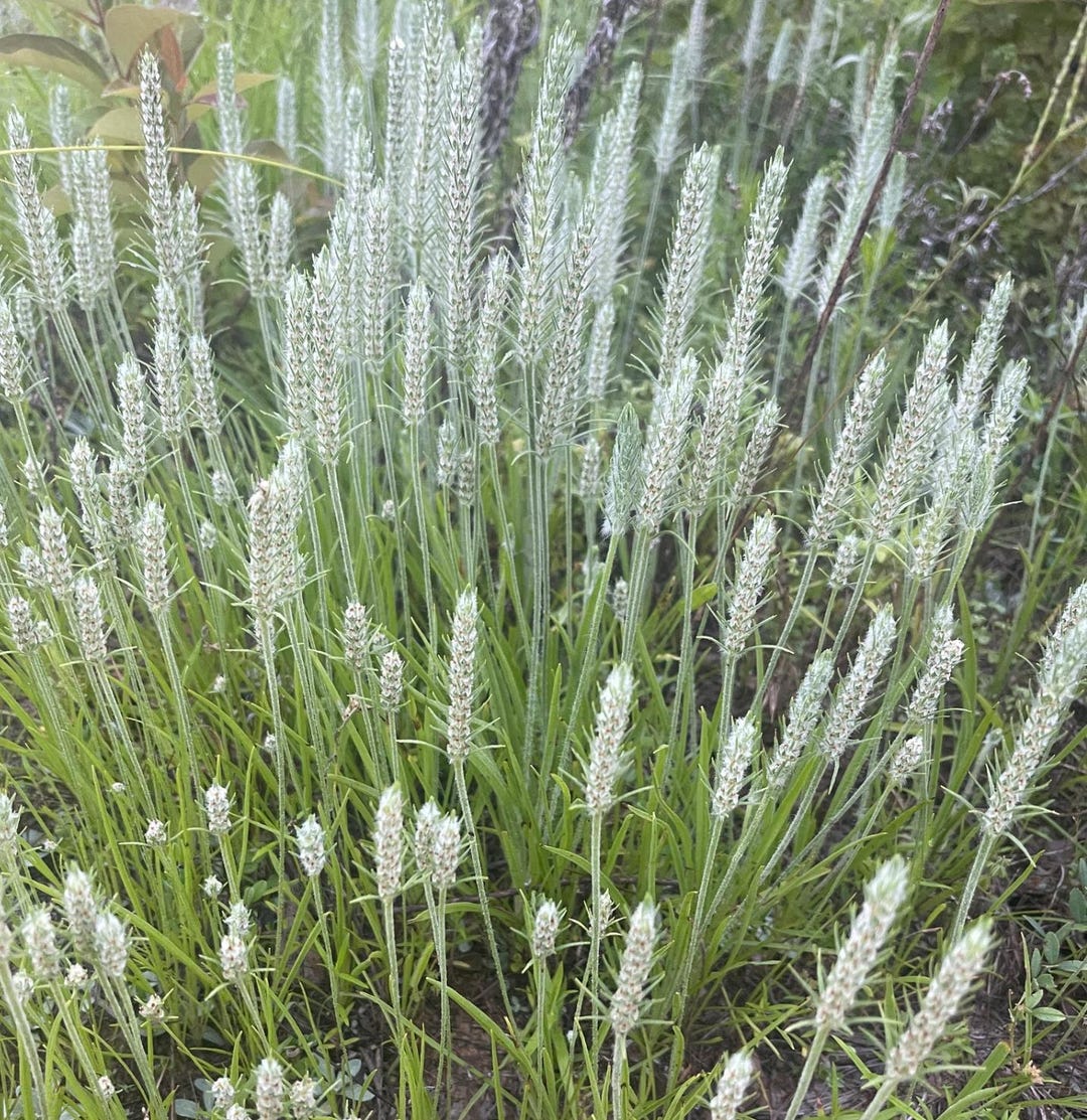 Tassel Plantain Seeds ~ Plantago Aristata ~ Large Bracted Plantain ...