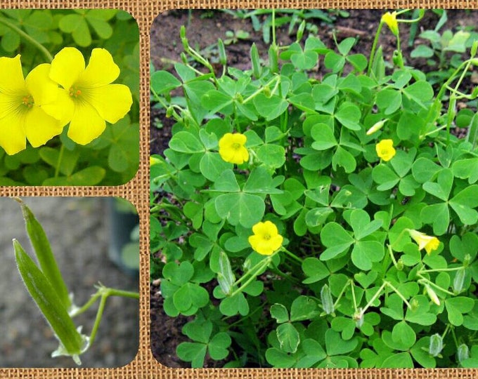 Yellow Wood-sorrel ~oxalis Stricta~ Organic Seeds ~ Aka Lemon Grass ...