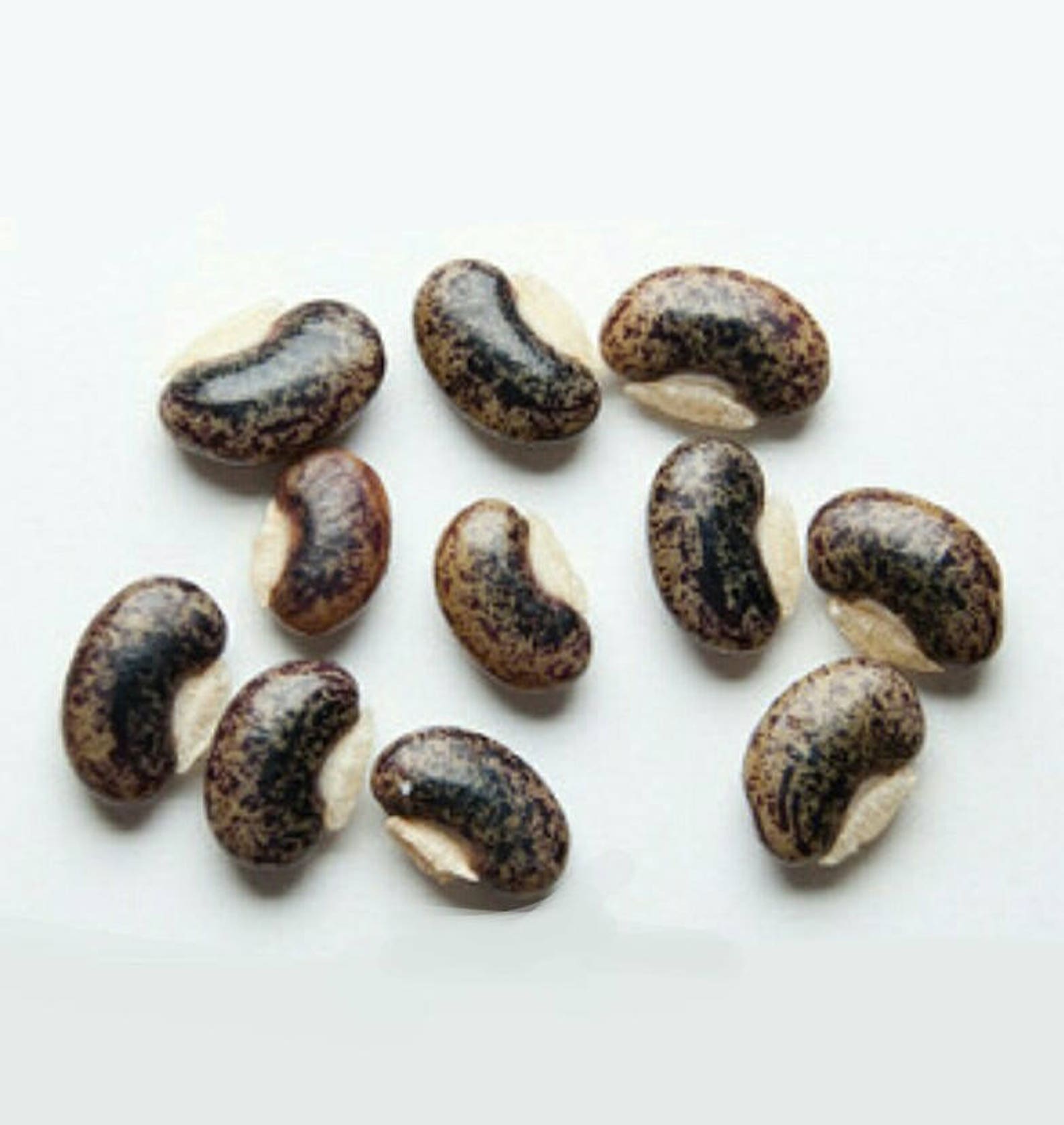 Telegraph Plant Seeds codariocalyx Motorius Fascinating - Etsy