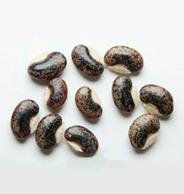 Telegraph Plant Seeds codariocalyx Motorius Fascinating - Etsy