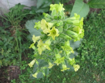 Mapacho Aztec Ceremonial Tobacco Nicotiana Rustica Makhorka Seeds - Etsy