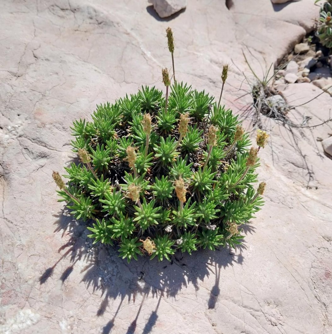 Bonsai Plantain Seeds ~plantago Subulata~ Moss Plantain ~ Rock Garden ...