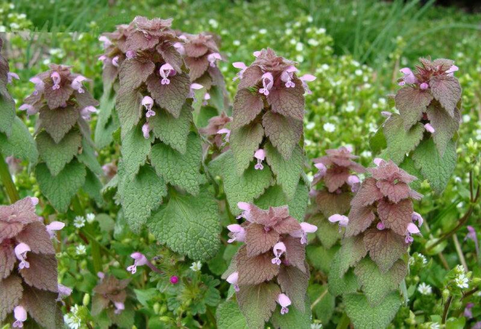 Dead-Nettle Seeds Organic Lamium purpureum Deadnettle Mint | Etsy