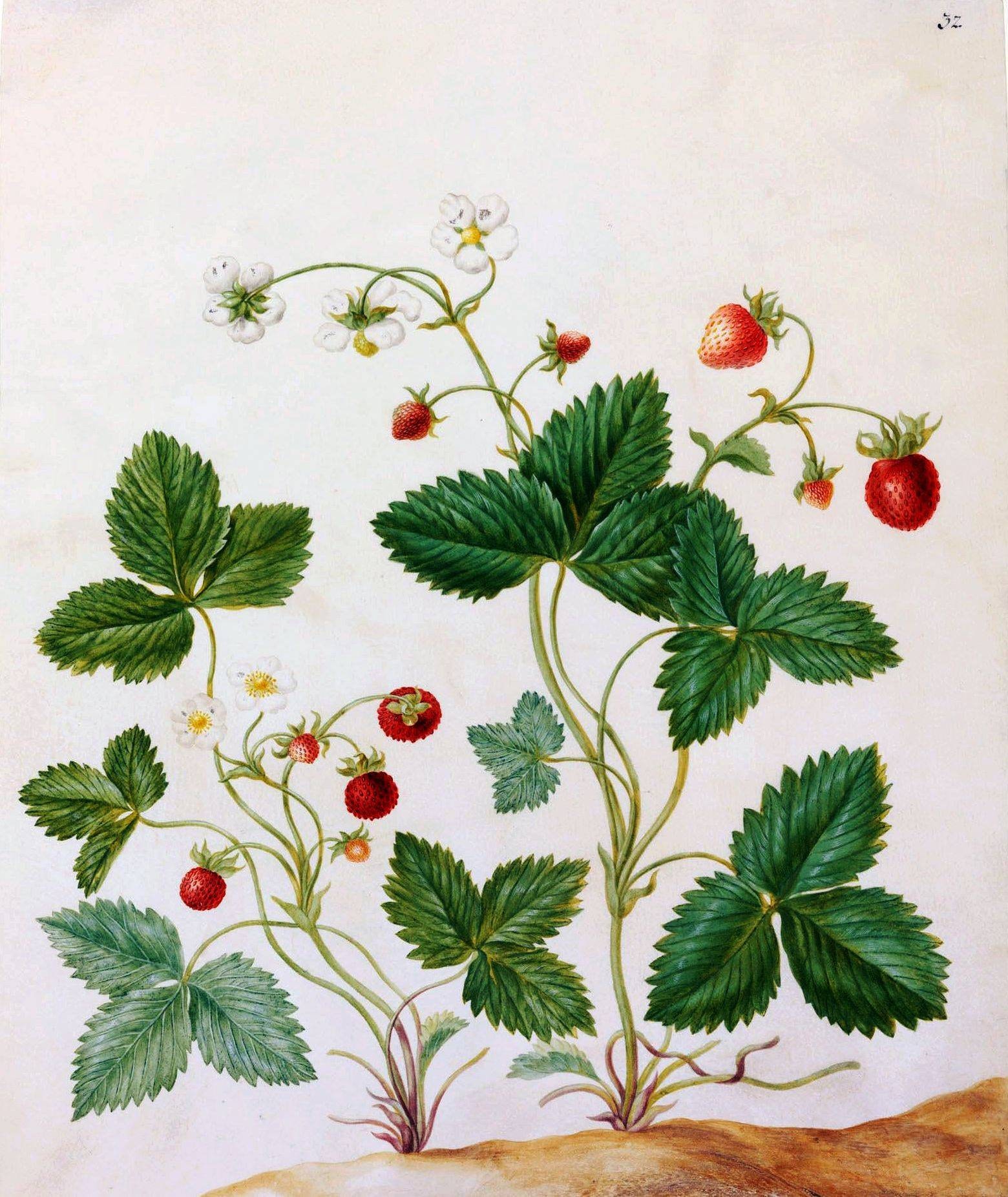 Wild European Strawberry fragaria Vesca Alpine Strawberry - Etsy