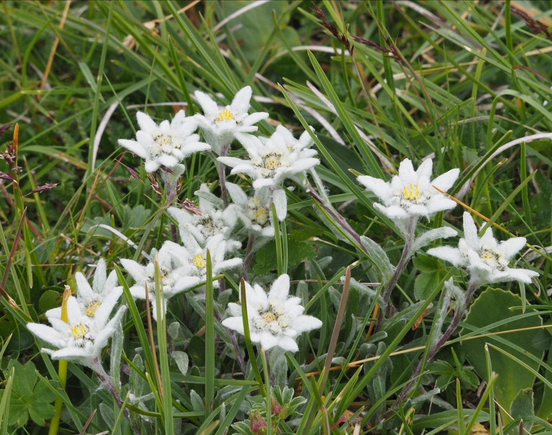 Edelweiss Seeds ~leontopodium Alpinum~ Iconic Wildflower of the Alpine ...