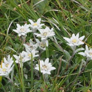 Edelweiss Seeds ~leontopodium Alpinum~ Iconic Wildflower of the Alpine ...