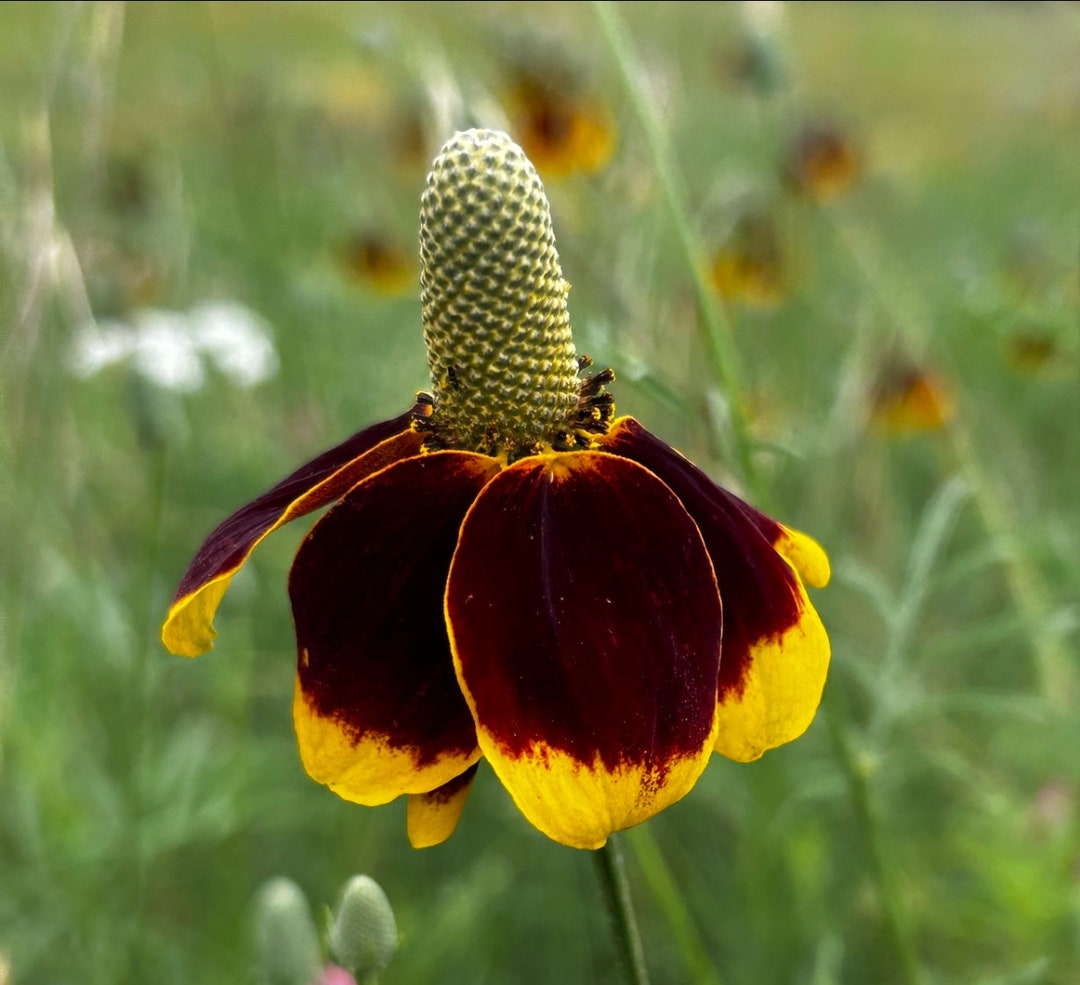 Prairie Coneflower Seeds ~ratibida Columnifera~ Drought-tolerant ...
