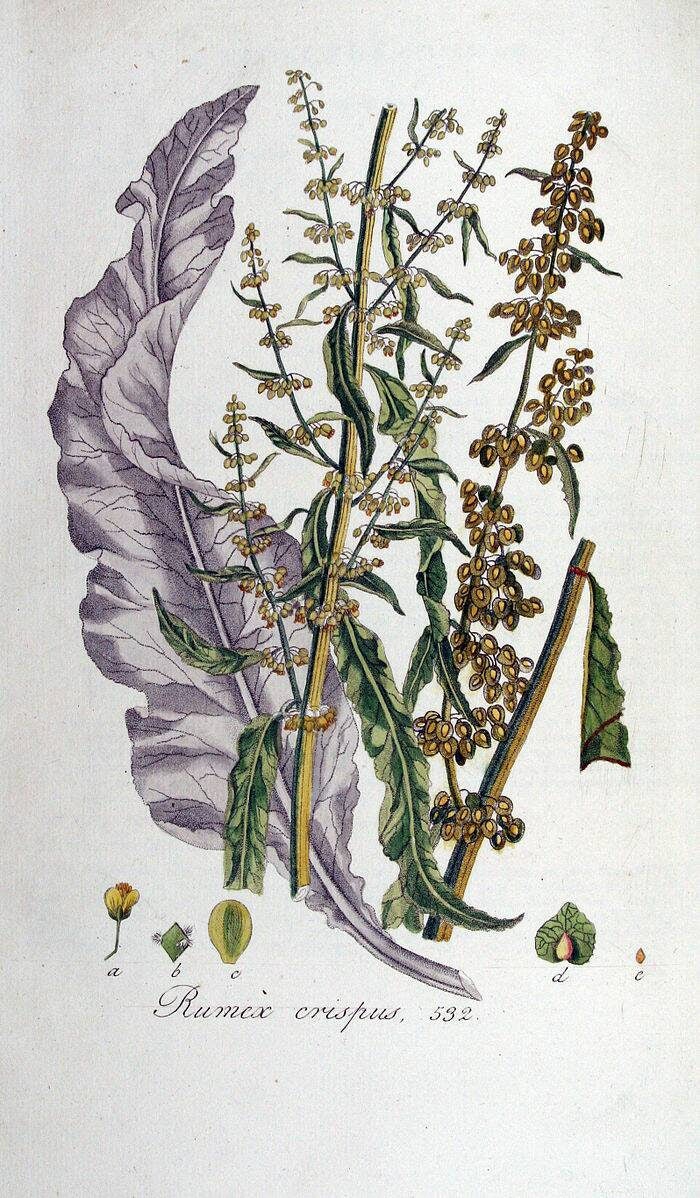 Yellow Dock Seeds ~rumex Crispus~ Organic ~ Sour Dock ~ Curly Dock - Etsy