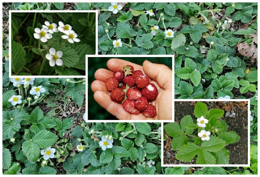 Musk Strawberry ~fragaria Moschata Seeds~ Hautbois Strawberry ...