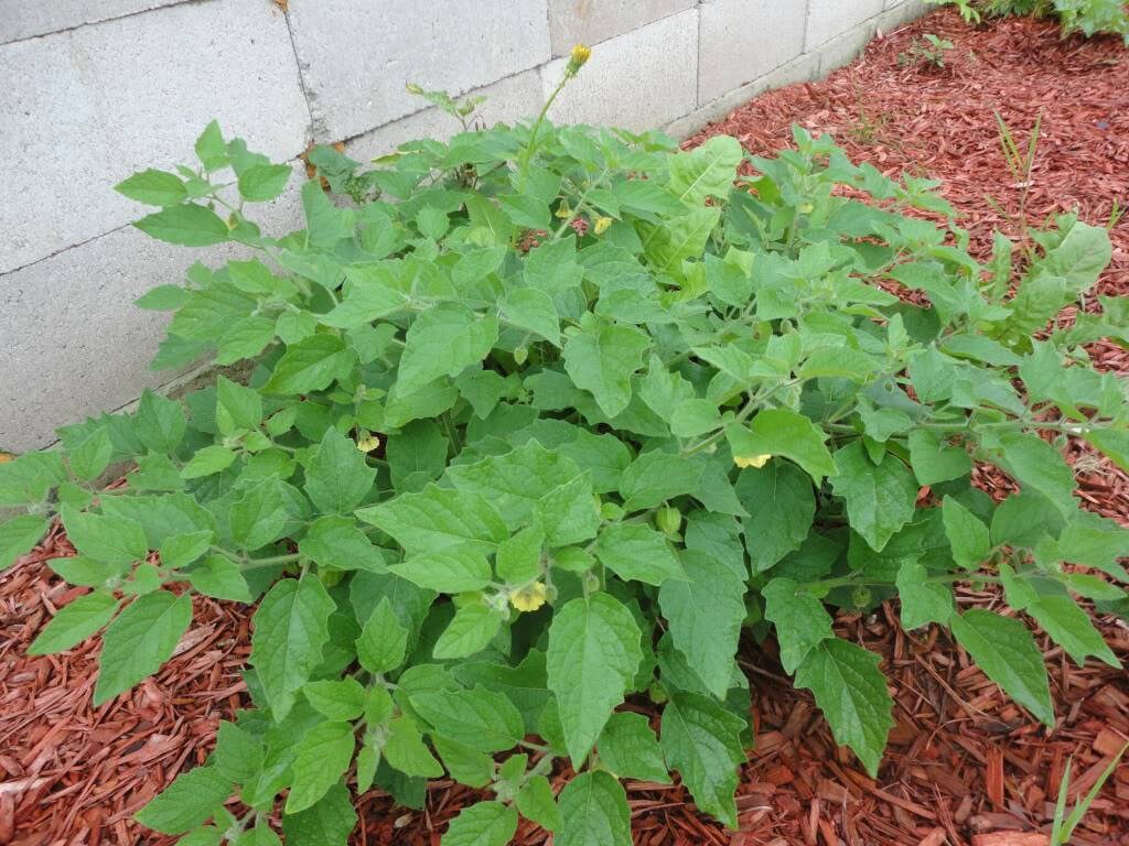 Ground Cherry Seeds physalis Peruviana Rare Heirloom Plant - Etsy Canada