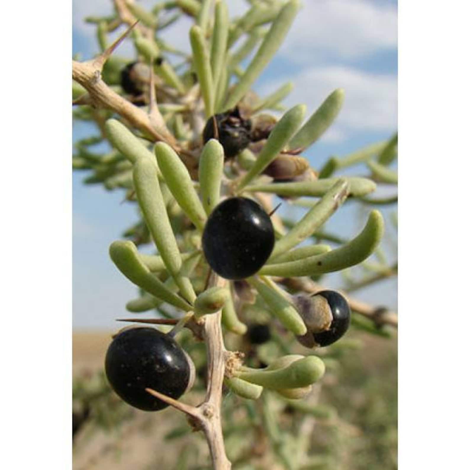 Black Goji Berry lycium Ruthenicum Himalayan Black Wolfberry Seeds Rare ...