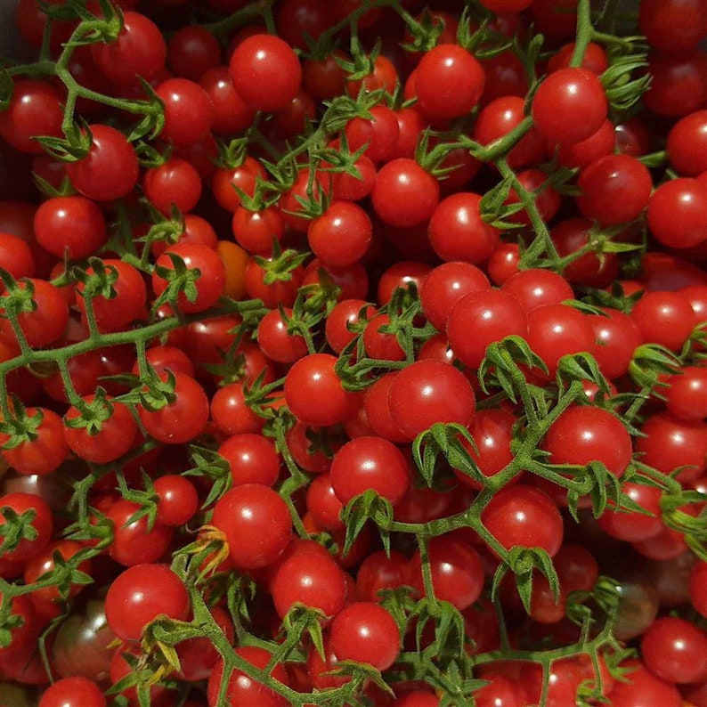 Matt's Wild Cherry Tomato solanum Lycopersicum - Etsy