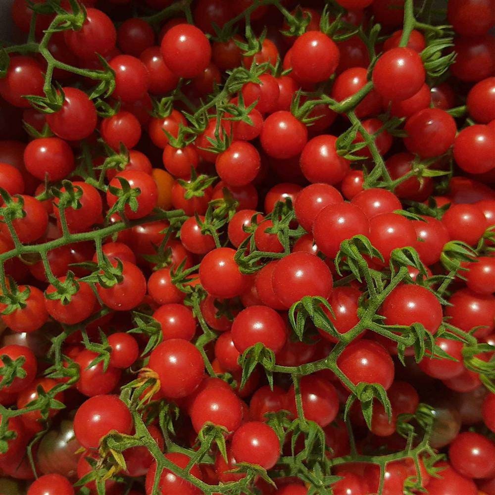 Matt's Wild Cherry Tomato solanum Lycopersicum - Etsy