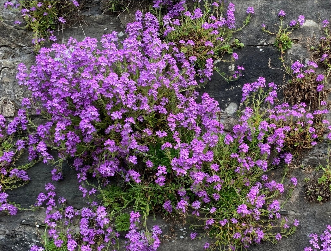 Fairy Foxglove ~erinus Alpinus~ Pink Alpine Balsam ~ Rockcress ...
