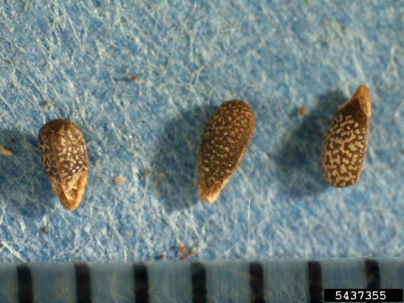 Purple Dead-Nettle Seeds Lamium purpureum Red Henbit | Etsy