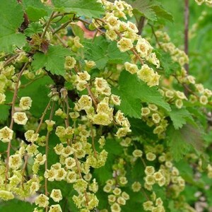 Red Currant Seeds ~ribes Rubrum~ Hardy European Currant Perfect for ...
