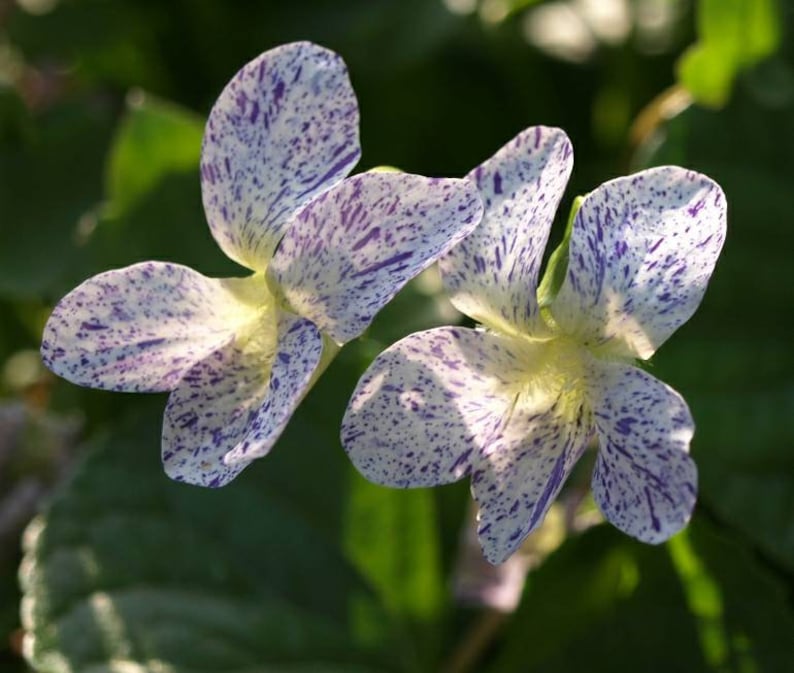 Freckled Blue Violet ~viola Sororia 'freckles' Seeds~ Native Wildflower ...