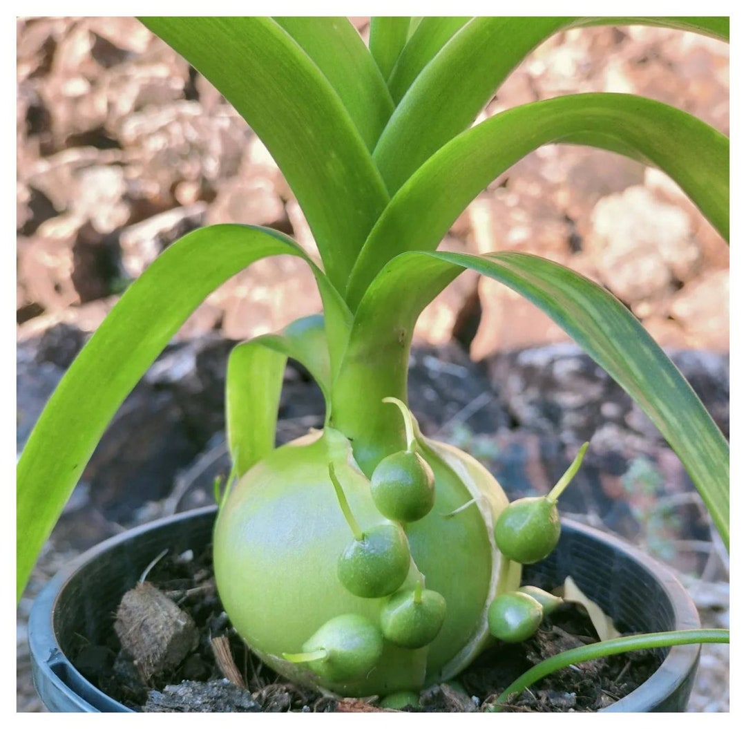 Pregnant Onion Seeds ~albuca Bracteata~ Succulent ~ South African Bulb ...